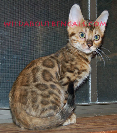 Wild Trax Bengal Photo Gallery